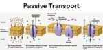 Passive Transport: Features, Types, Functions, Notes - Bioteck Ink.