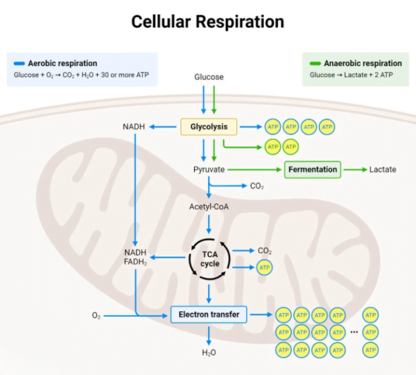 Cellular Respiration - Equations, Types, Steps, Products in Living ...