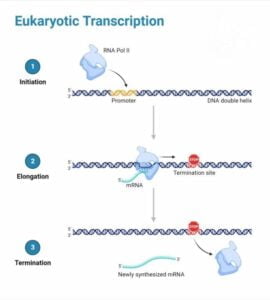 Gene Expression: Stages, Regulations, Methods, Notes - Bioteck Ink.