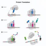 Gene Expression: Stages, Regulations, Methods, Notes - Bioteck Ink.