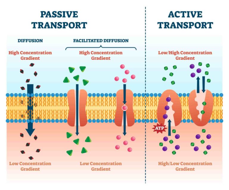 Active Transport- Definition, Types, Process, Examples - Bioteck Ink.