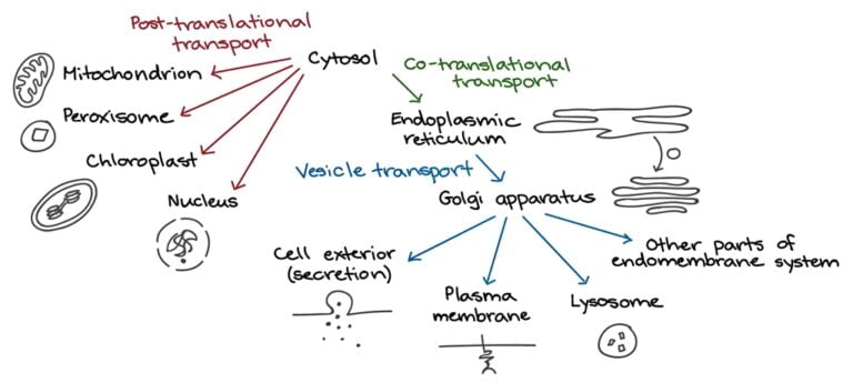 Cellular GPS: Mechanisms of Protein Targeting and Transport, Notes ...