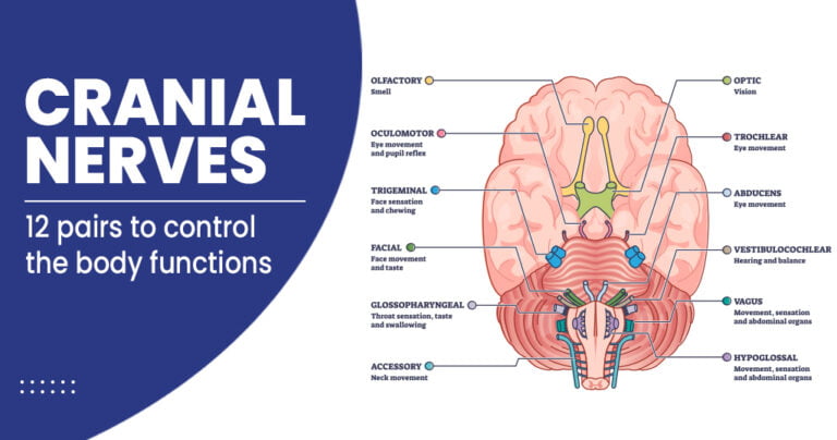 Cranial Nerves: The Gateway to Brain Function - Bioteck Ink.