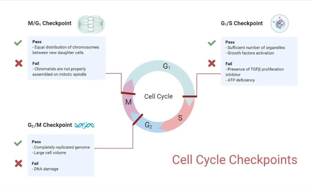 Chromosomes and Cell Division: Structure, Function, and Genetic ...