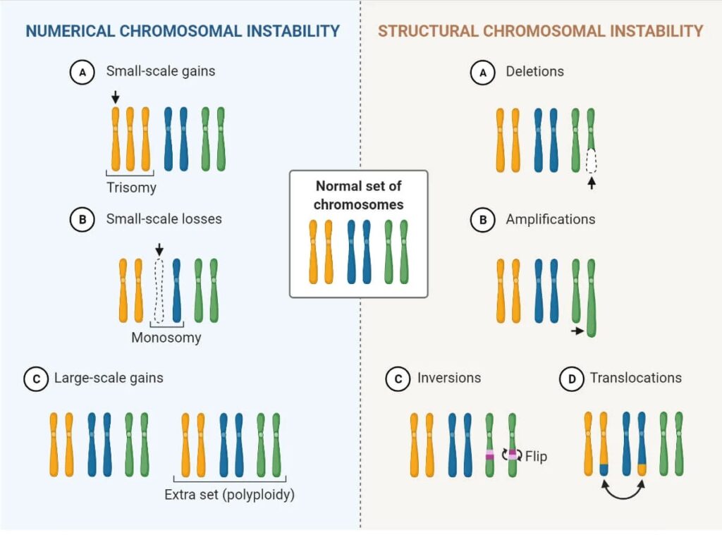 Chromosomes and Cell Division: Structure, Function, and Genetic ...