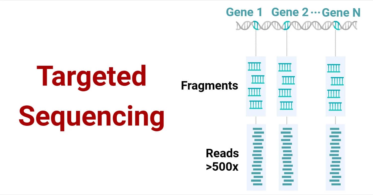 Targeted Sequencing: Principle, Steps, Methods, Uses, Diagram - Bioteck ... Targeted Sequencing: Principle, Steps, Methods, Uses, Diagram - Bioteck ...