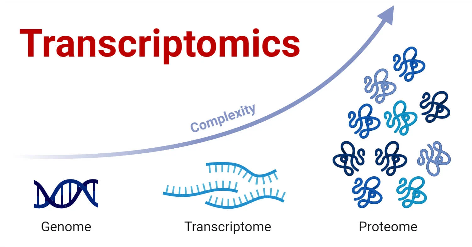 Transcriptomics: Definition, Types, Techniques, Applications - Bioteck Ink. Transcriptomics: Definition, Types, Techniques, Applications - Bioteck Ink.